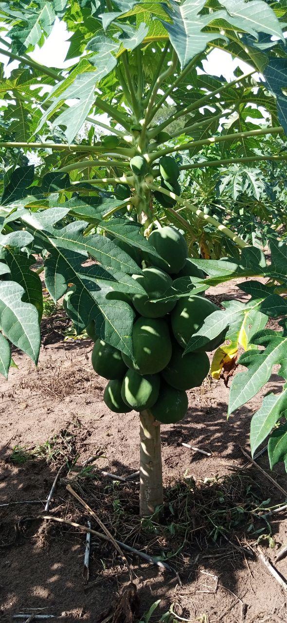 Miche Ya Matunda-Kilimo Biashara Africa Limited-Pata Maarifa Bora ...